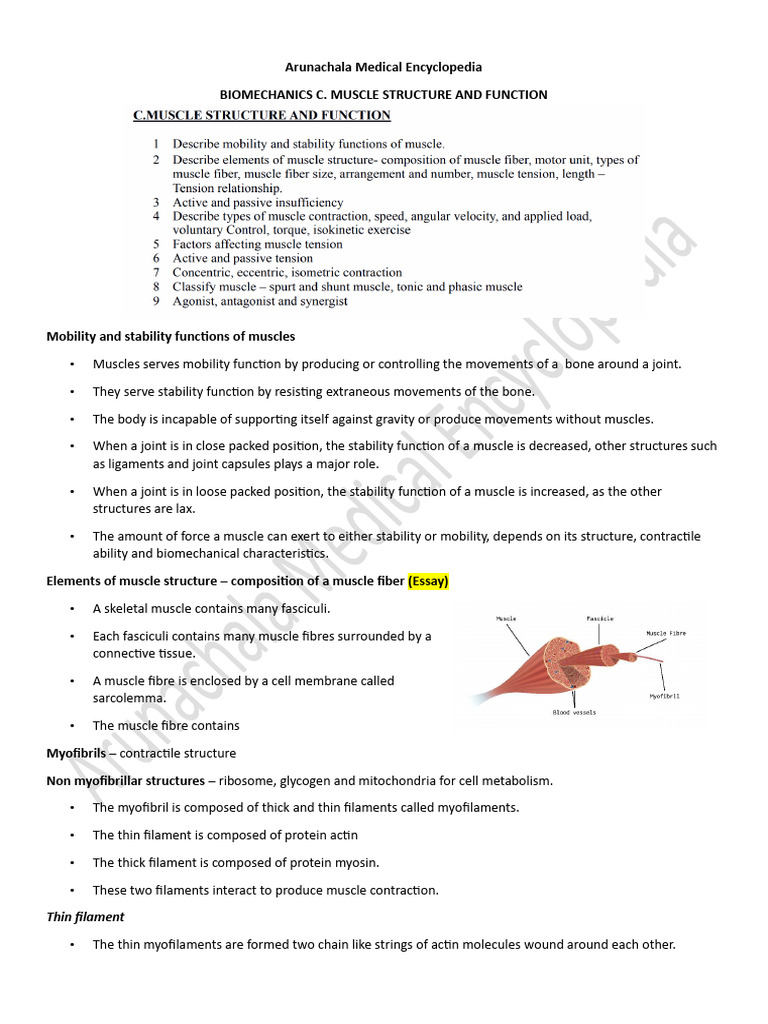 Muscle Structure and Function Overview | PDF | Skeletal Muscle | Muscle ...