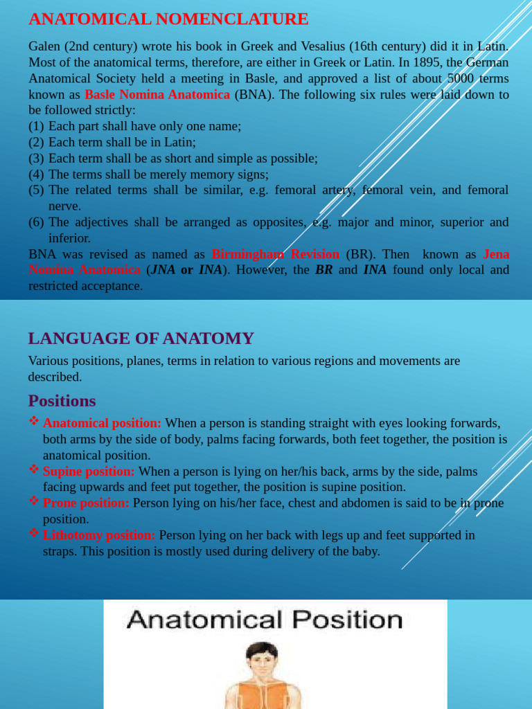 ANATOMICAL NOMENCLATURE | PDF | Anatomical Terms Of Motion | Anatomical ...
