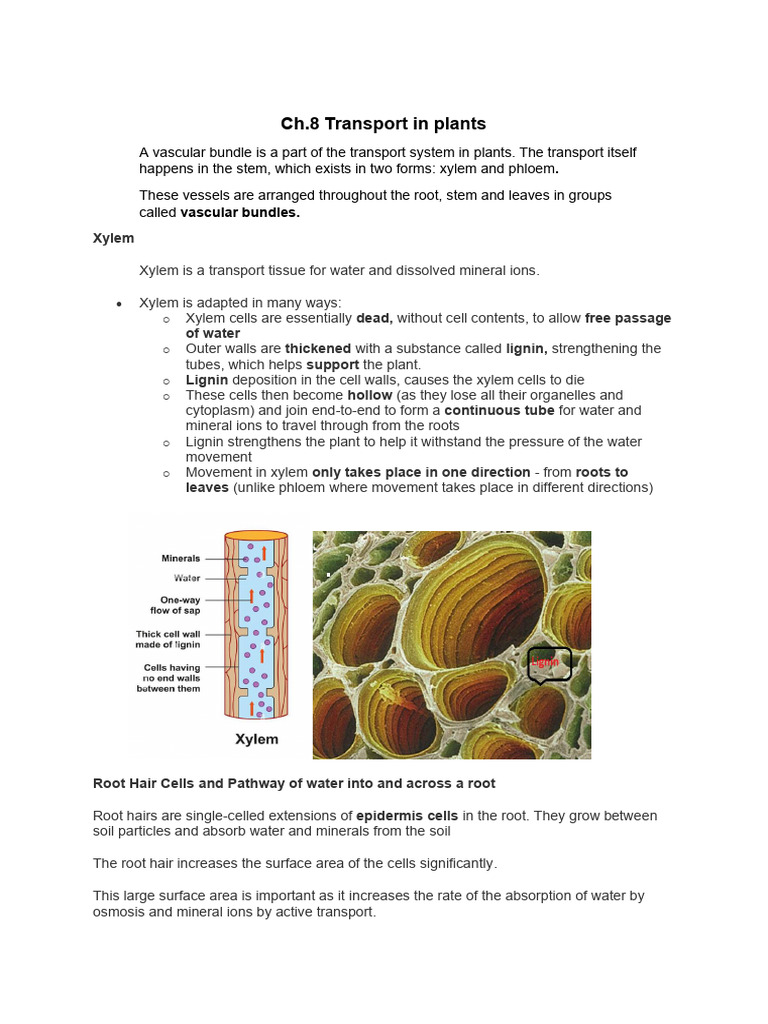 Plant Transport Systems: Xylem & Phloem | PDF | Leaf | Root