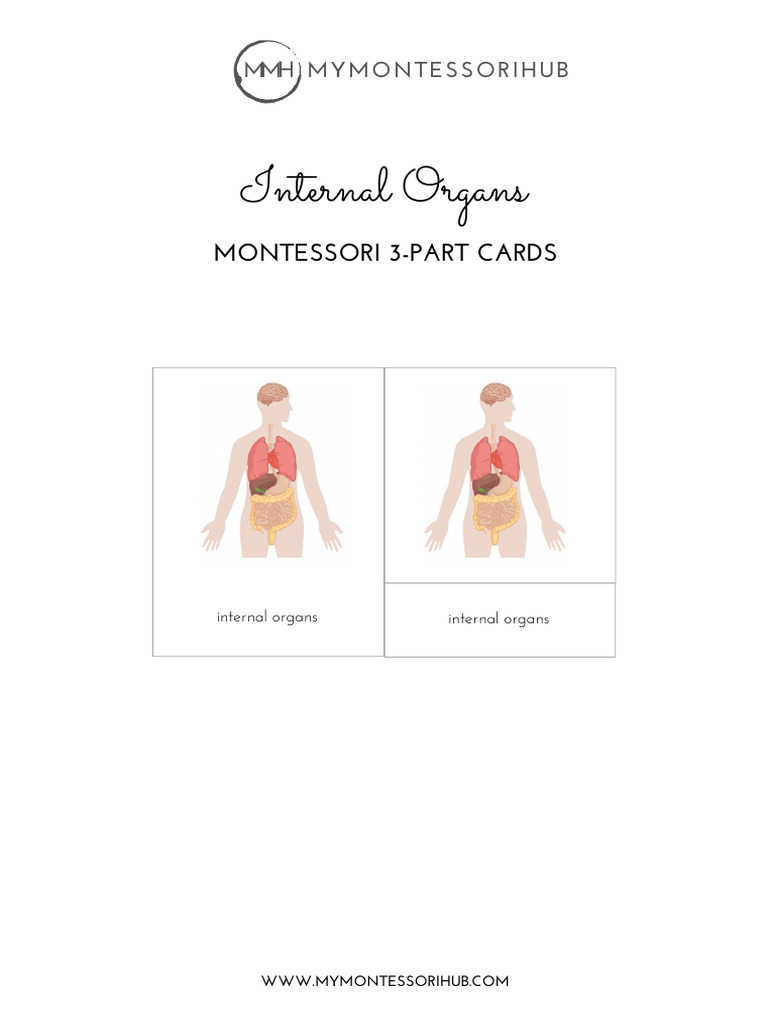 Montessori 3-Part Cards: Internal Organs | PDF | Digital Millennium ...