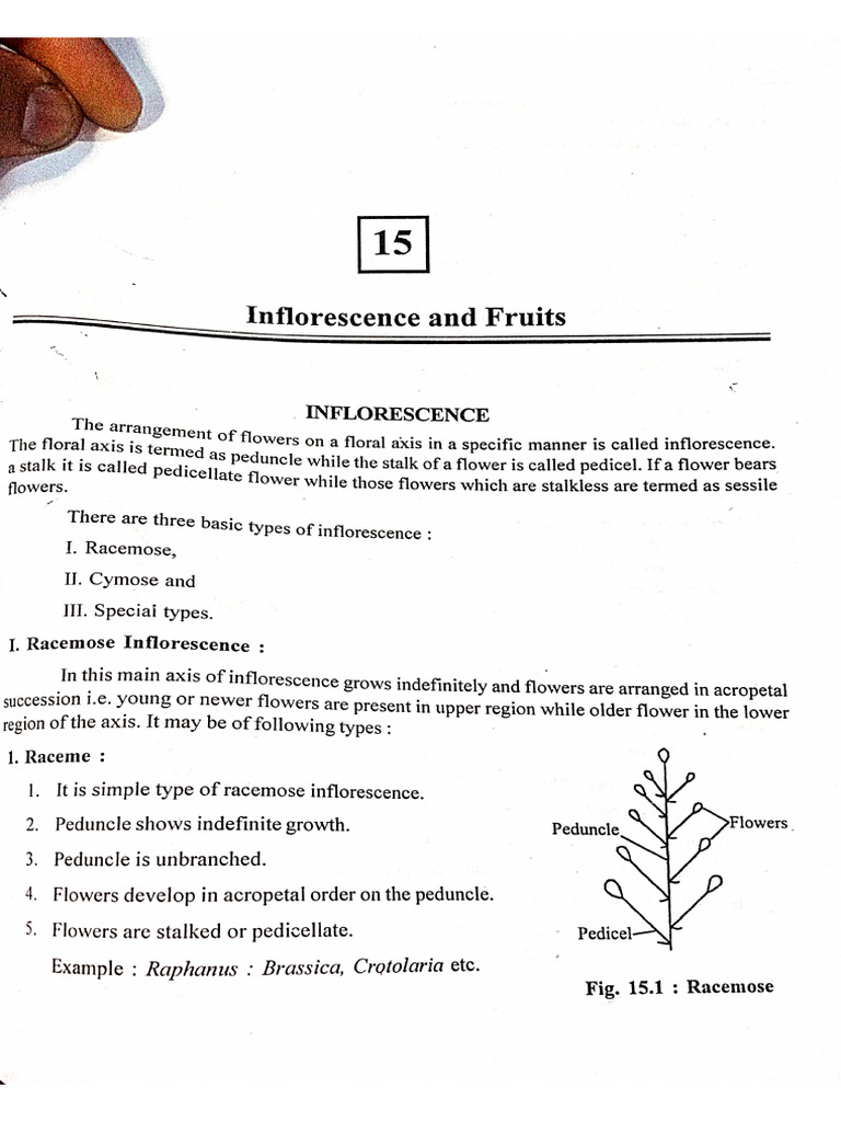 Type of Inflorescence and Fruits | PDF