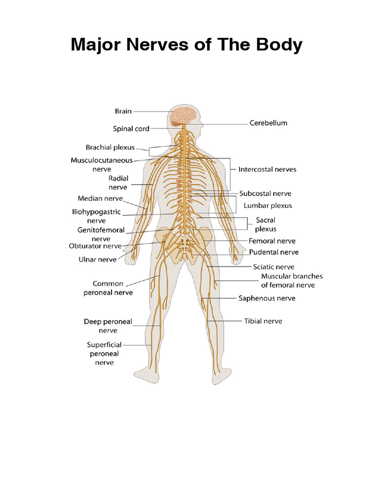 18 Nerves Hand Out | PDF