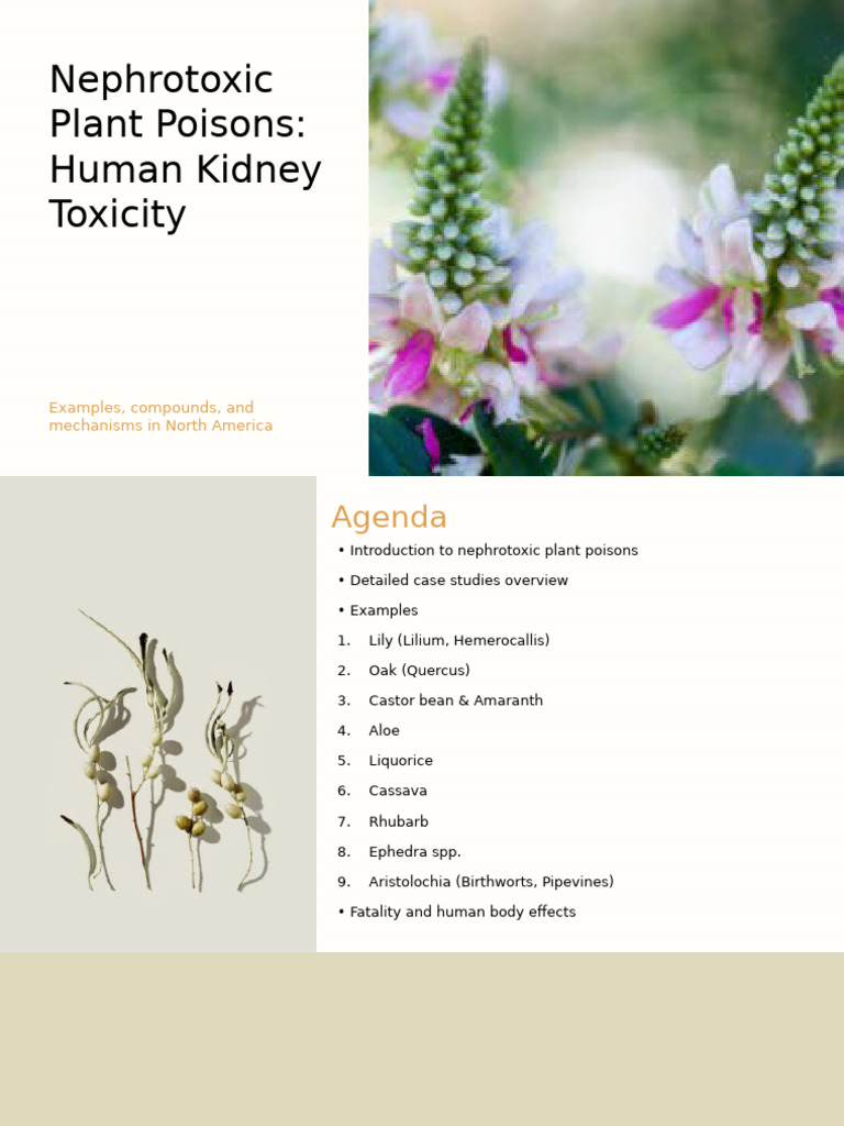 Nephrotoxic Plant Poisons in North America | PDF | Kidney | Kidney Disease
