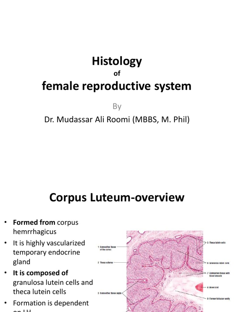 Histology of the Female Reproductive System | PDF | Uterus | Ovary
