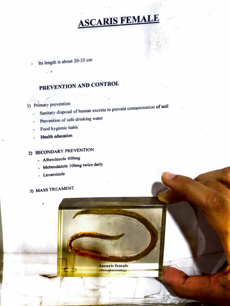 Ascaris Worms: Prevention and Treatment Guide | PDF | Hygiene | Sanitation