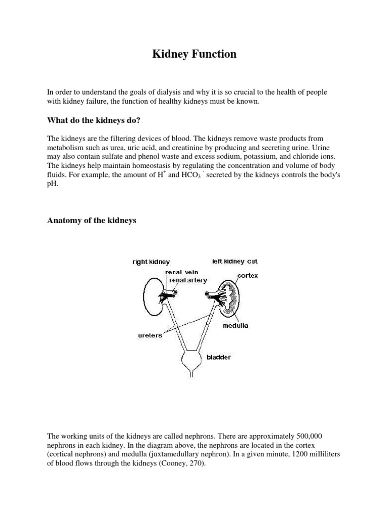 Kidney Function: What Do The Kidneys Do? | PDF | Kidney | Organ (Anatomy)