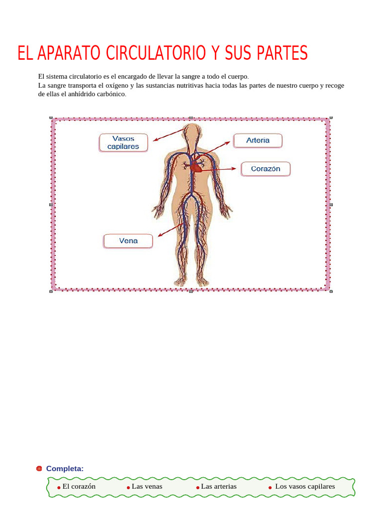 Partes del Aparato Circulatorio | PDF | Sistema circulatorio | Corazón