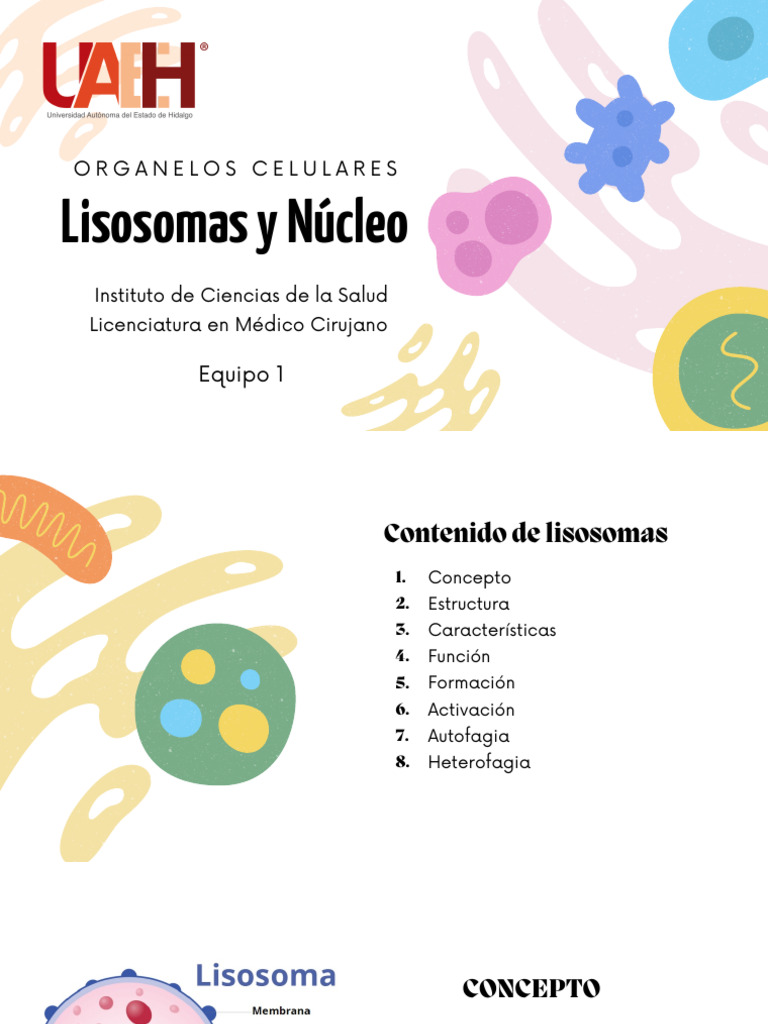 Lisosomas y Núcleo Celular: Funciones y Estructura | PDF | Lisosoma ...