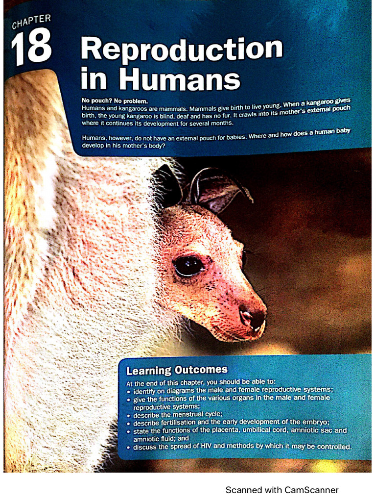 Chapter 18 Reproduction in Humans | PDF