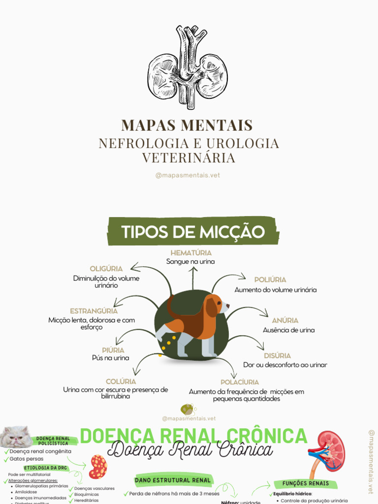 Doenças Renais em Veterinária: Diagnóstico e Tratamento | PDF | Doença ...