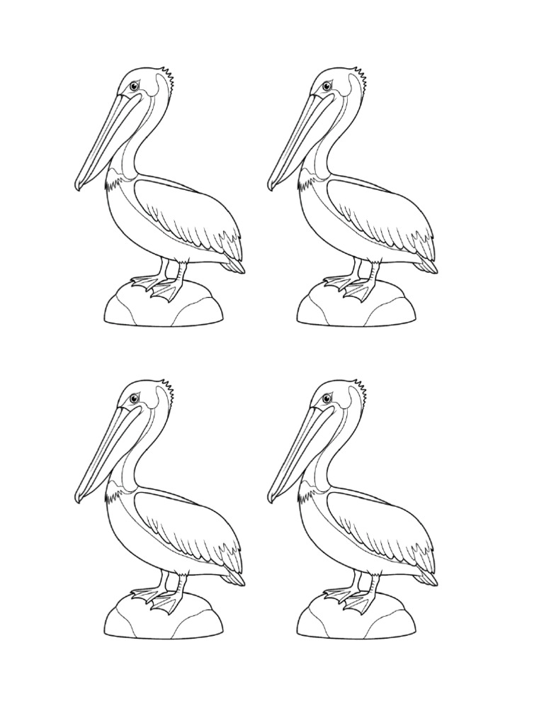 coloring page of brown pelican | PDF