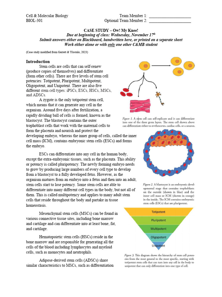 C&MB Case Study on Stem Cells | PDF | Cell Potency | Stem Cell