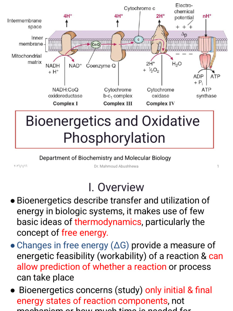 Bioenergetics and Oxidative Phosphorylation Topic | PDF | Adenosine ...
