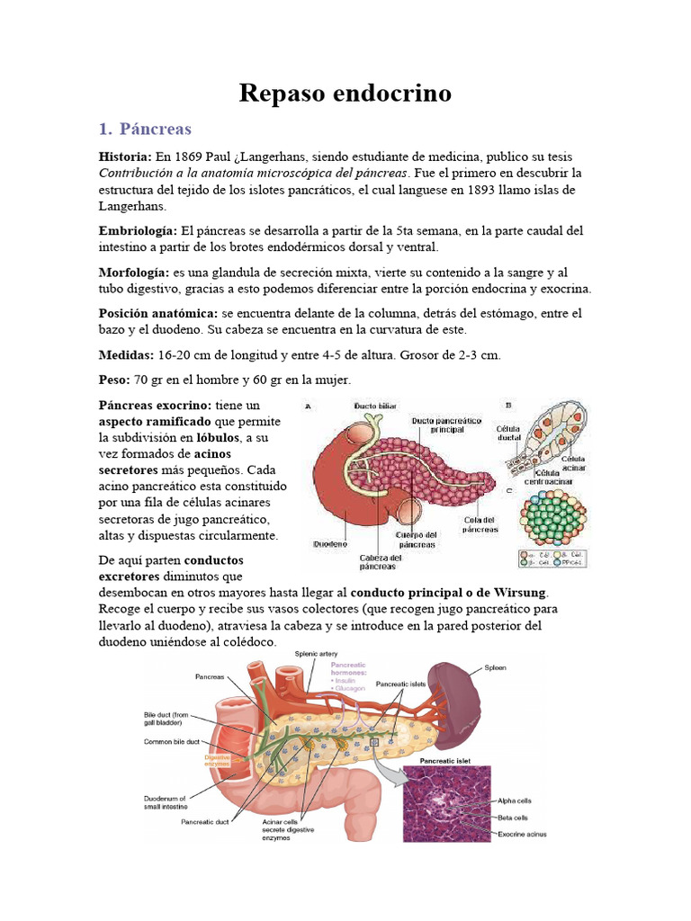 Repaso Endocrino Final.pdf | PDF | Lipoproteína | Páncreas