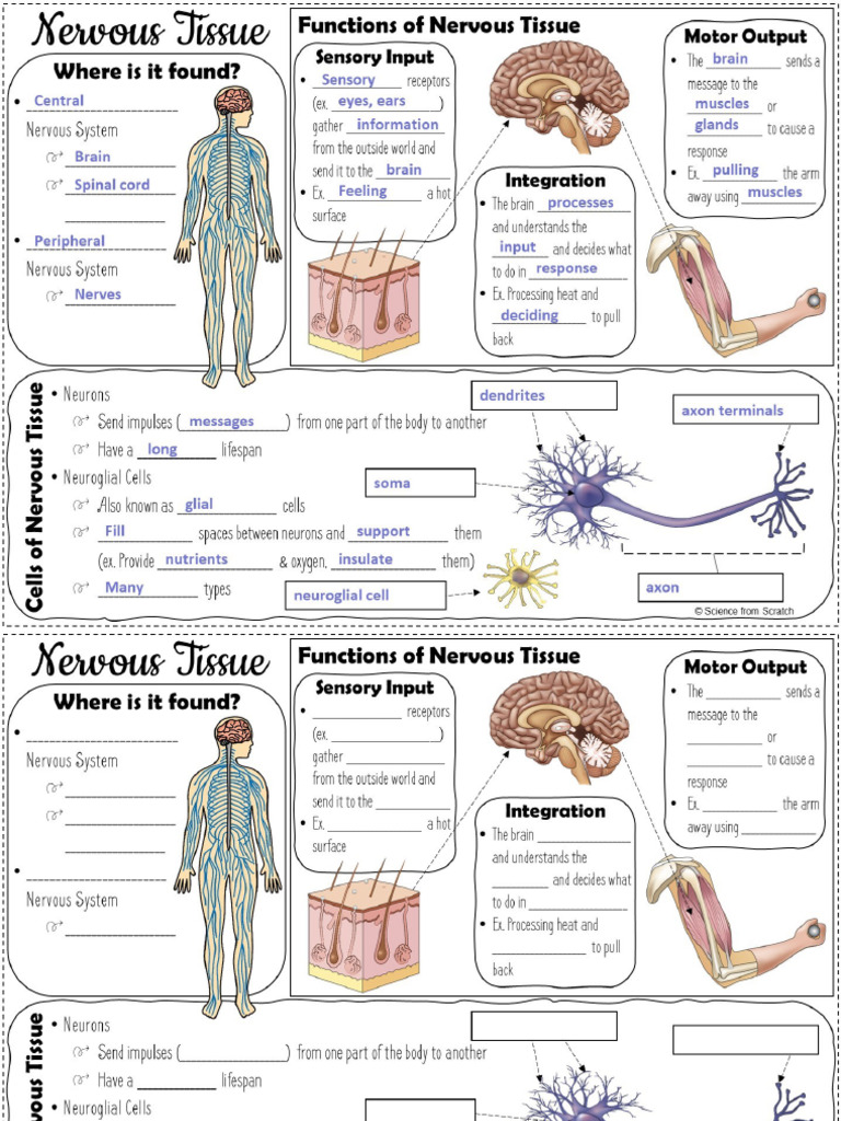 10. Nervous Tissue Doodle Notes (F) | PDF