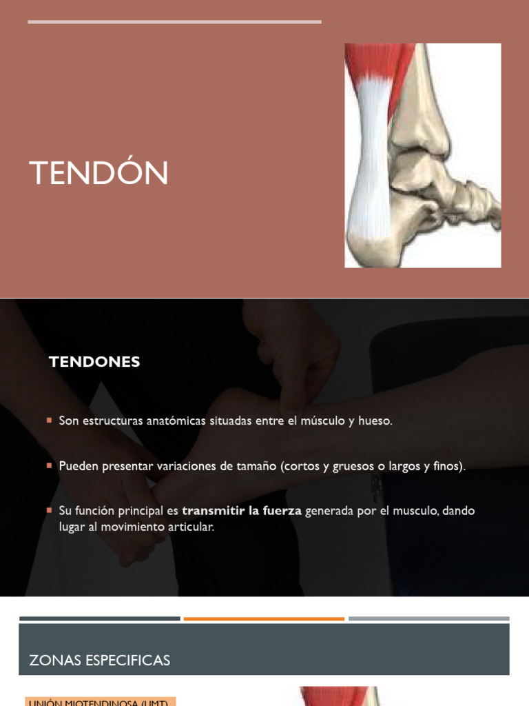 Anatomía y Biomecánica del Tendón | PDF | Tendón | Colágeno