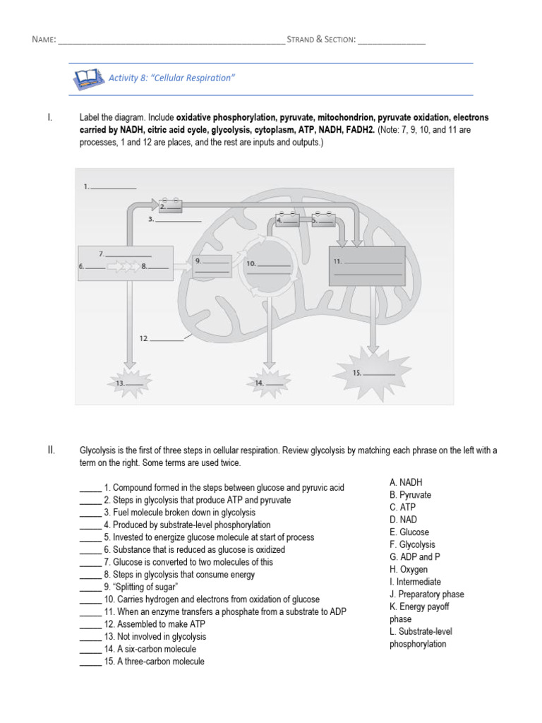Cellular Respiration: Glycolysis & Phases | PDF | Glycolysis | Cellular ...