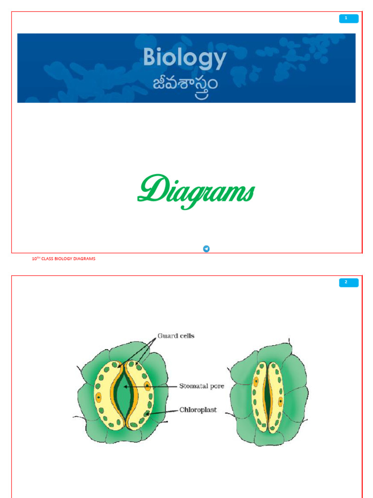 10th Class Biology Diagrams Guide | PDF | Biology