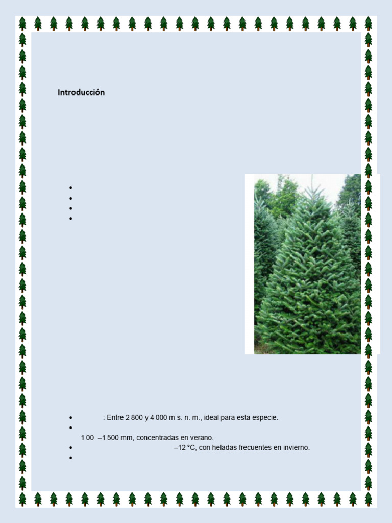 Informe Sobre El Pino Oyamel Con | PDF | Abeto | Entorno natural