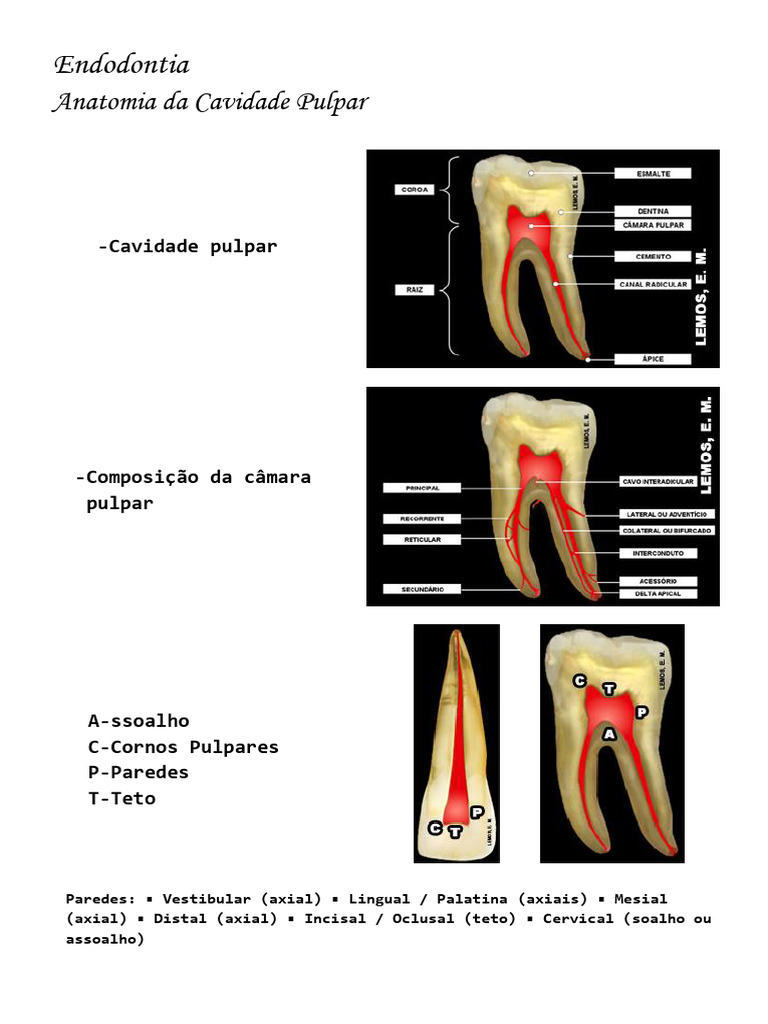 Anatomia da Cavidade Pulpar em Dentes | PDF | Especialidades médicas | Boca