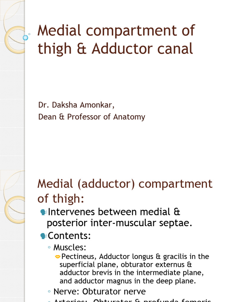 Medial compartment of thigh & Adductor canal | PDF | Hip | Lower Limb ...