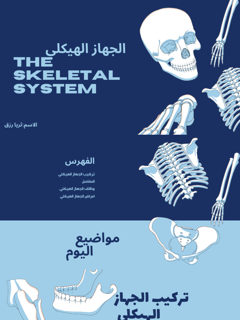 Blue Simple Minimalist Illustrated Outline Anatomy Biology The Skeletal ...