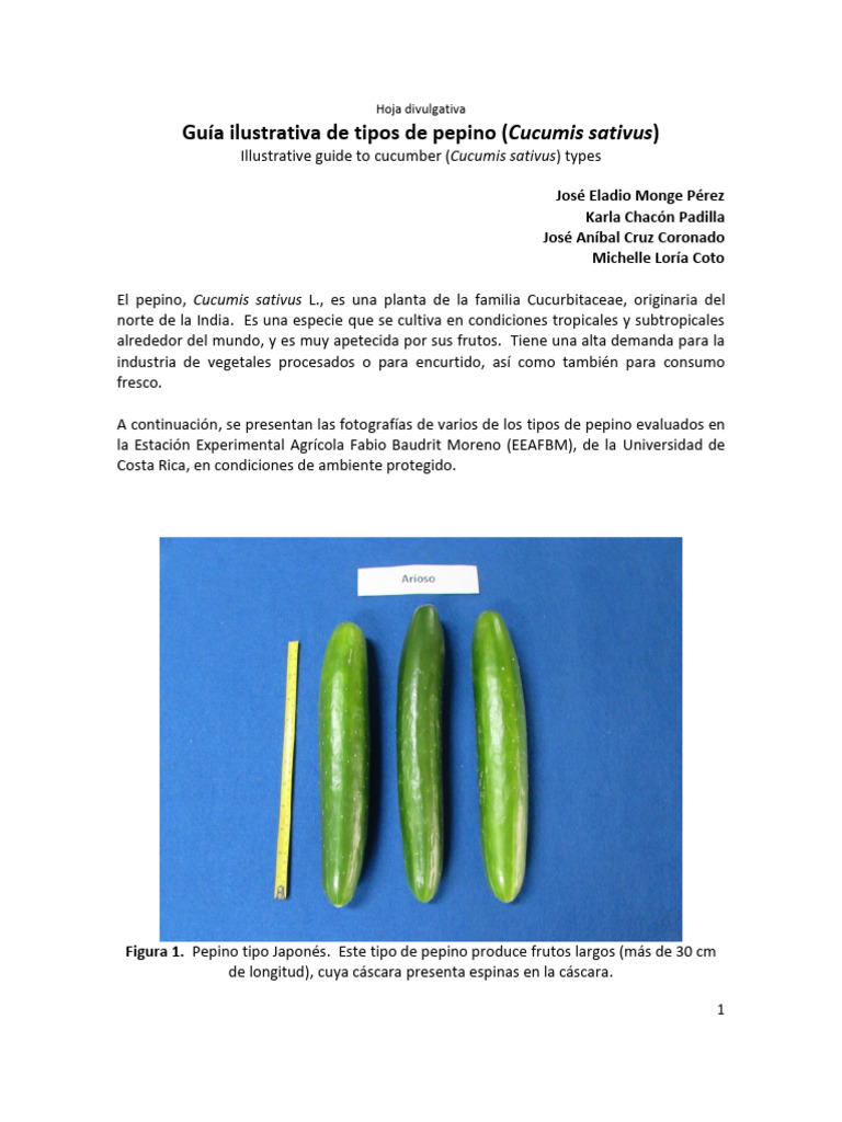 Hoja Informativa-tipos de Pepino | PDF | Pepino