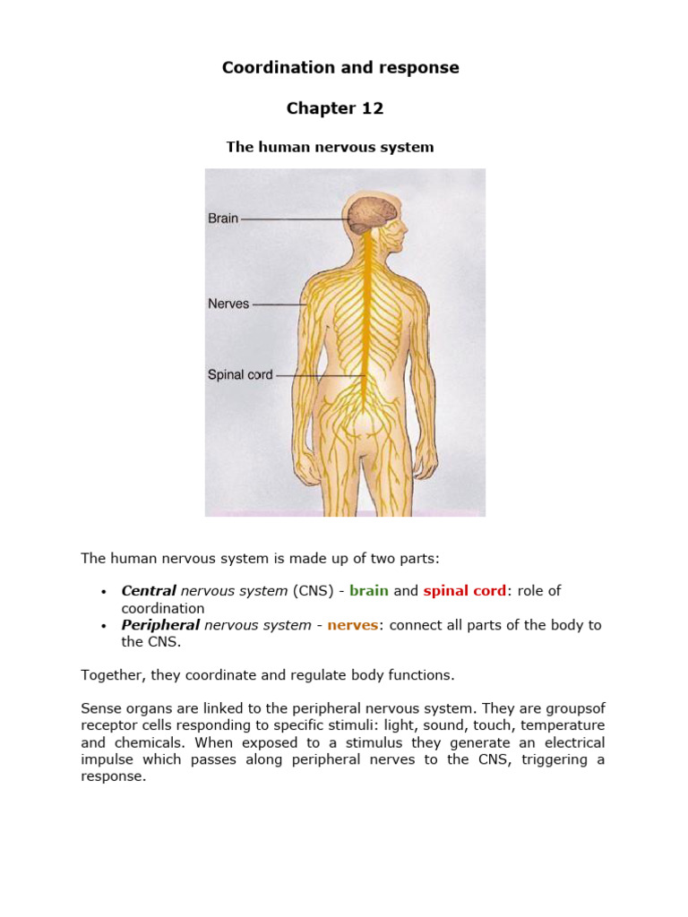 Human Nervous System Coordination Explained | PDF | Nervous System | Auxin