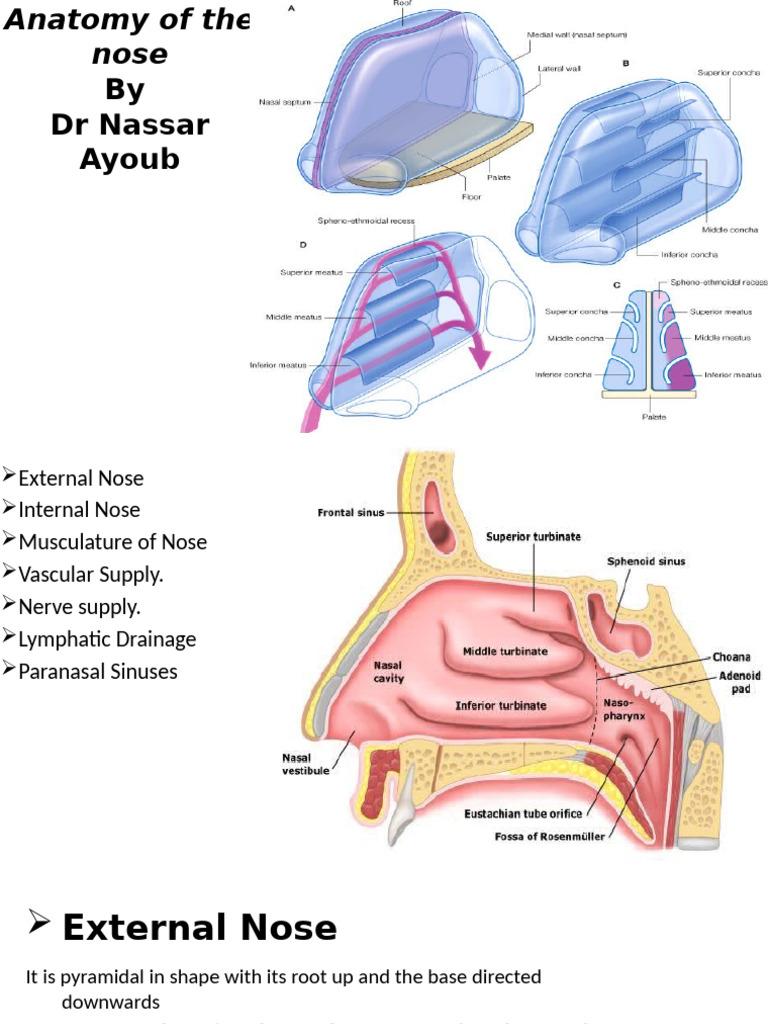 2-anatomyofthenose-180121194130 | PDF | Human Nose | Human Head And Neck