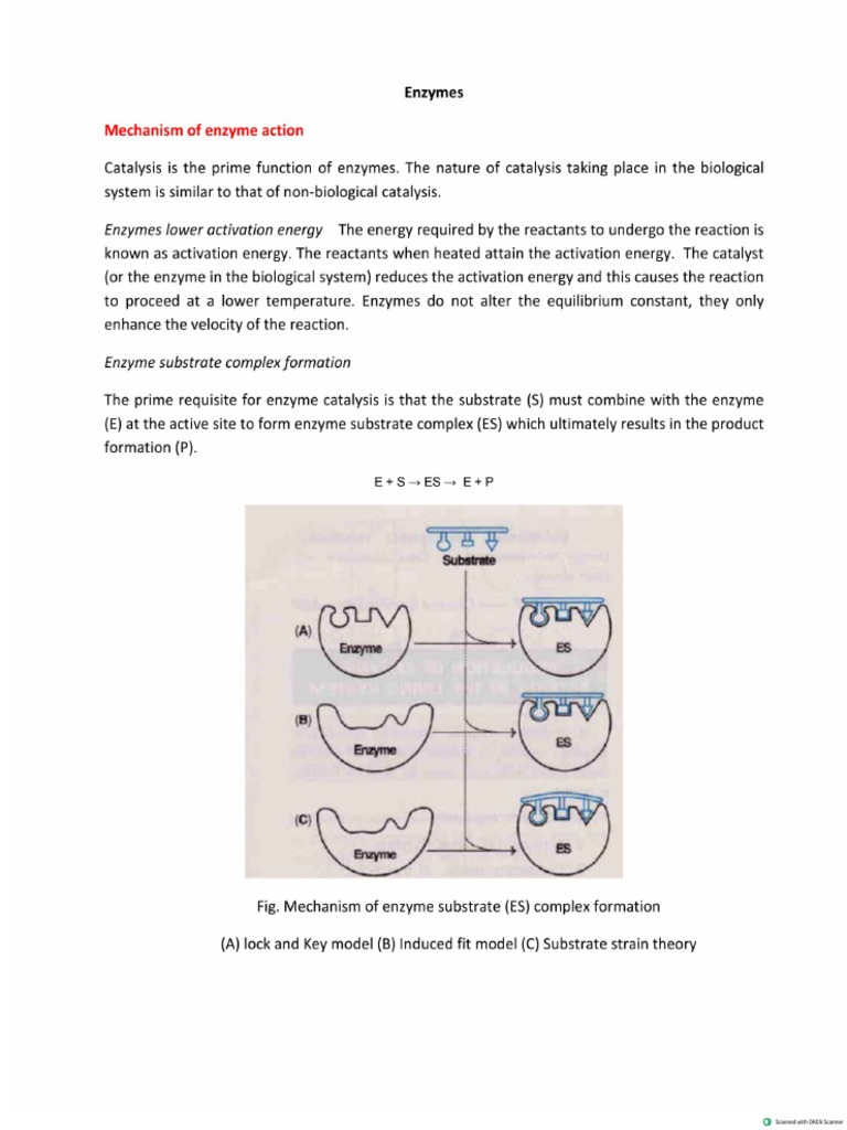 Mechanism of Enzyme Action | PDF