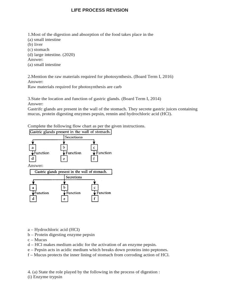 Life Process Revision | PDF | Digestion | Stomach