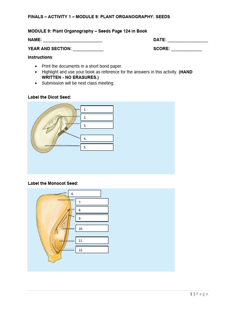 Plant Organography: Seed Analysis Activity | PDF | Seed | Plants
