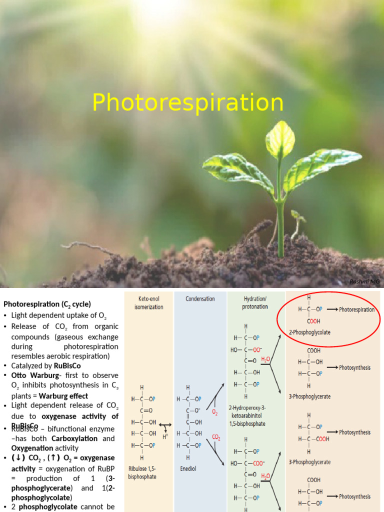 Understanding Photorespiration in Plants | PDF | Photosynthesis ...