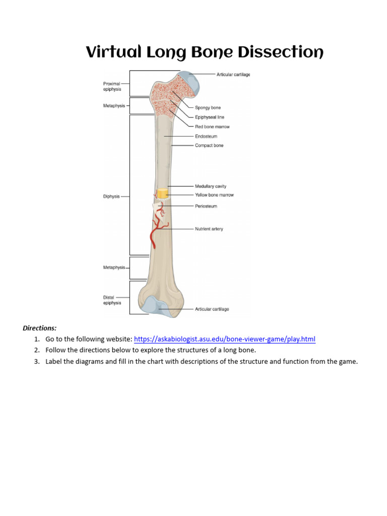 _Virtual Long Bone Dissection.docx | PDF | Bone | Tissue (Biology)