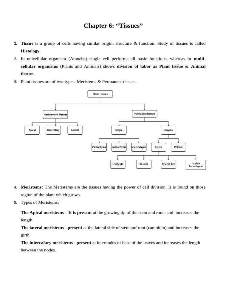 Tissues NOTES | PDF | Tissue (Biology) | Epithelium