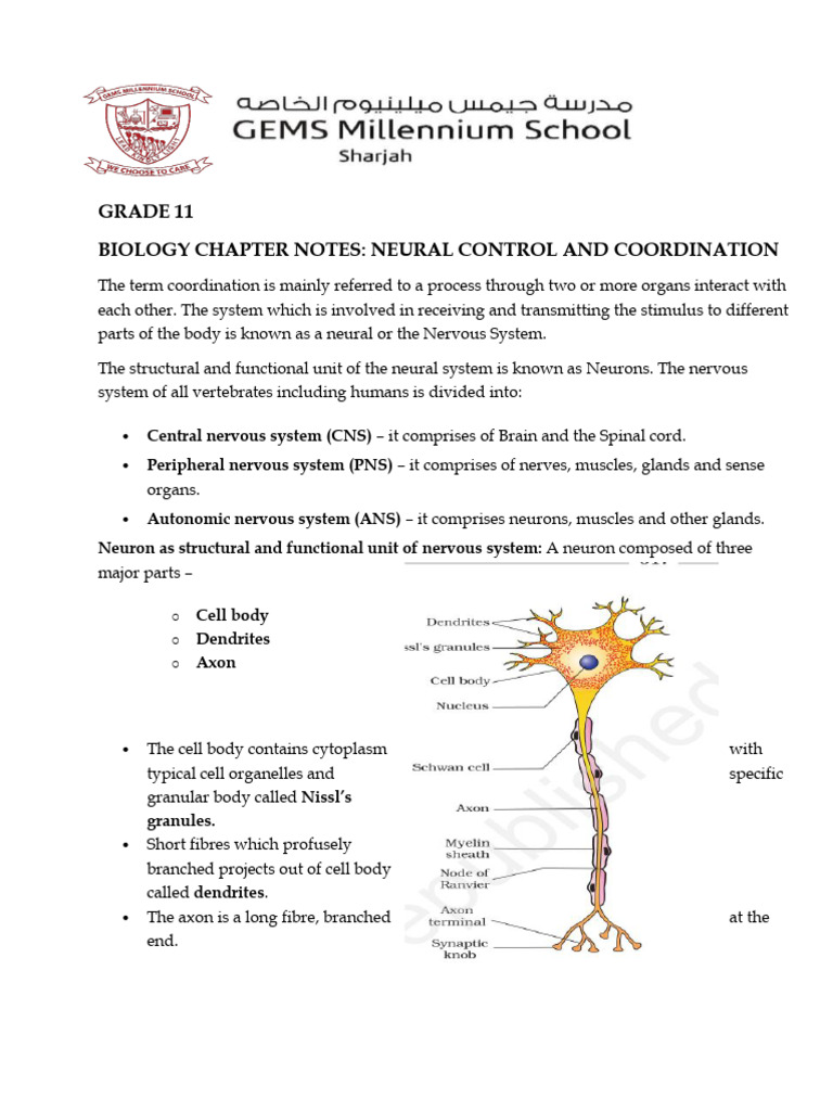 Neural Control & Coordination Notes | PDF | Chemical Synapse | Axon
