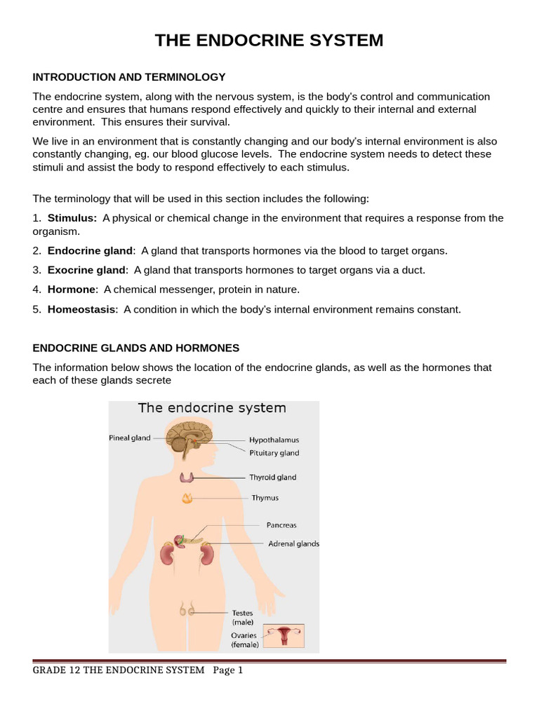 Endocrine System | PDF | Endocrine System | Thyroid