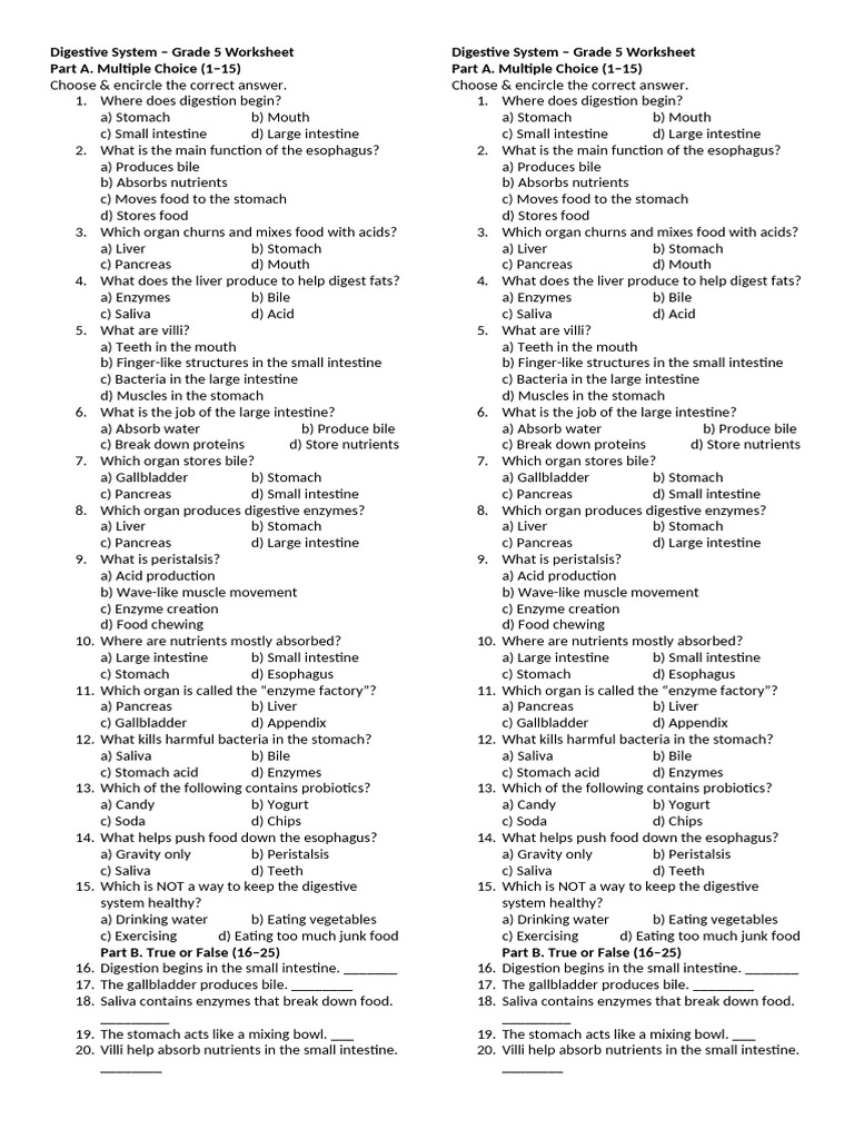 Digestive System worksheets | PDF | Digestion | Gastrointestinal Tract