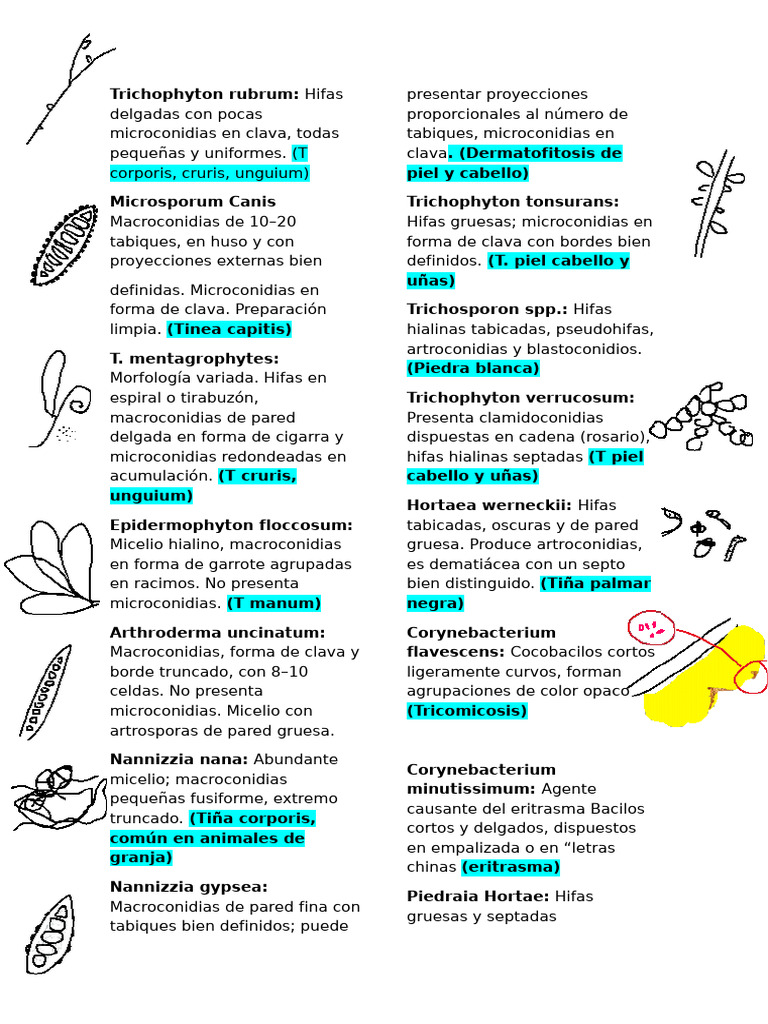 Características de hongos dermatofitos y bacterias | PDF | Condiciones ...