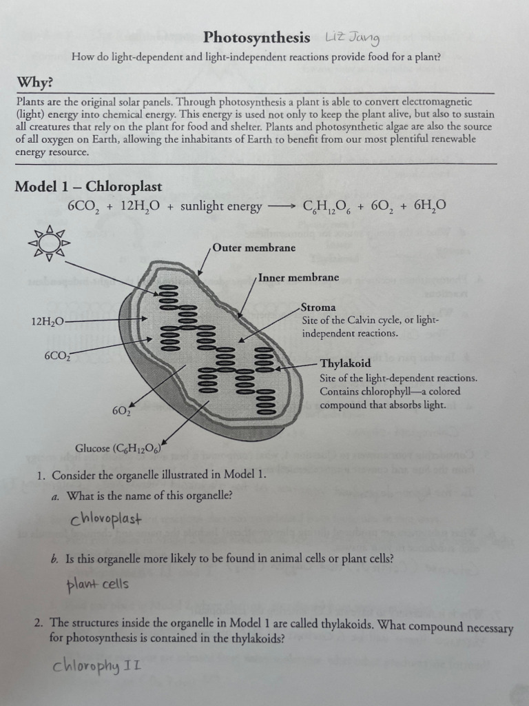 4 Photosynthesis Note | PDF
