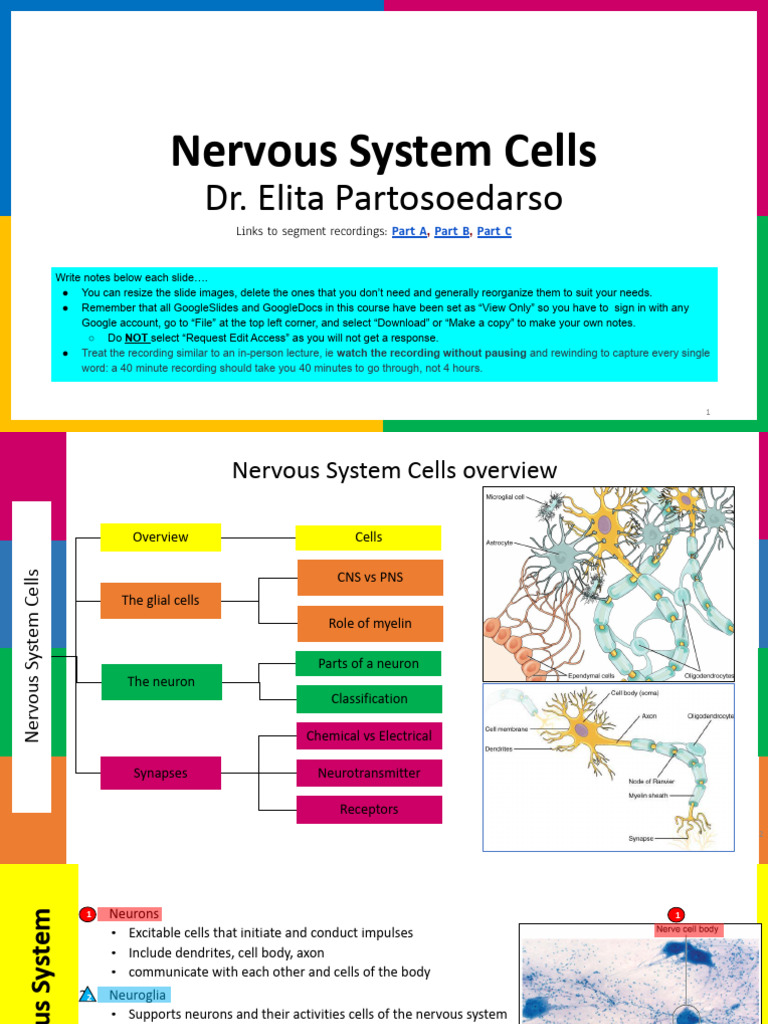 Lecture 13 Nervous System Cells | PDF | Axon | Chemical Synapse