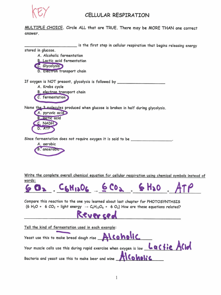Cellular Respiration Review Worksheet - Key | PDF