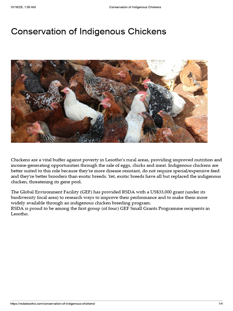 Buy Lesotho - Conservation of Indigenous Chickens | PDF