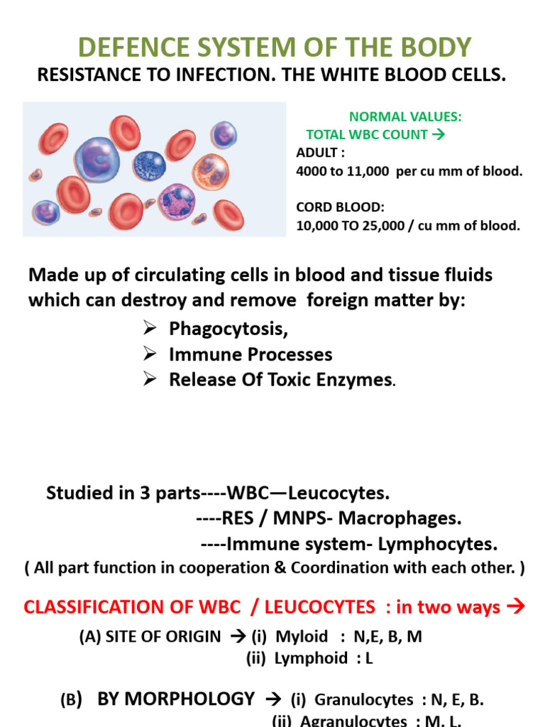 White Blood Cells | PDF | White Blood Cell | Lymphocyte