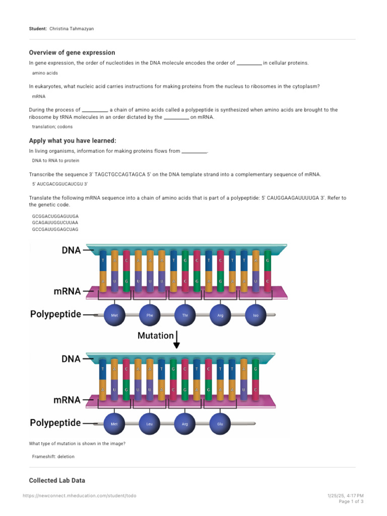 Transcription, Translation, & Mutation | PDF