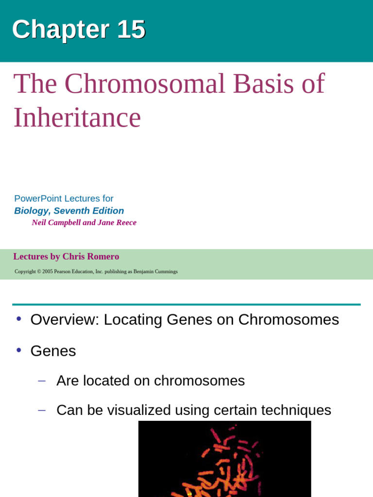 Chapter15 Chromosomal Basis of Inheritance | PDF | Genetic Linkage ...