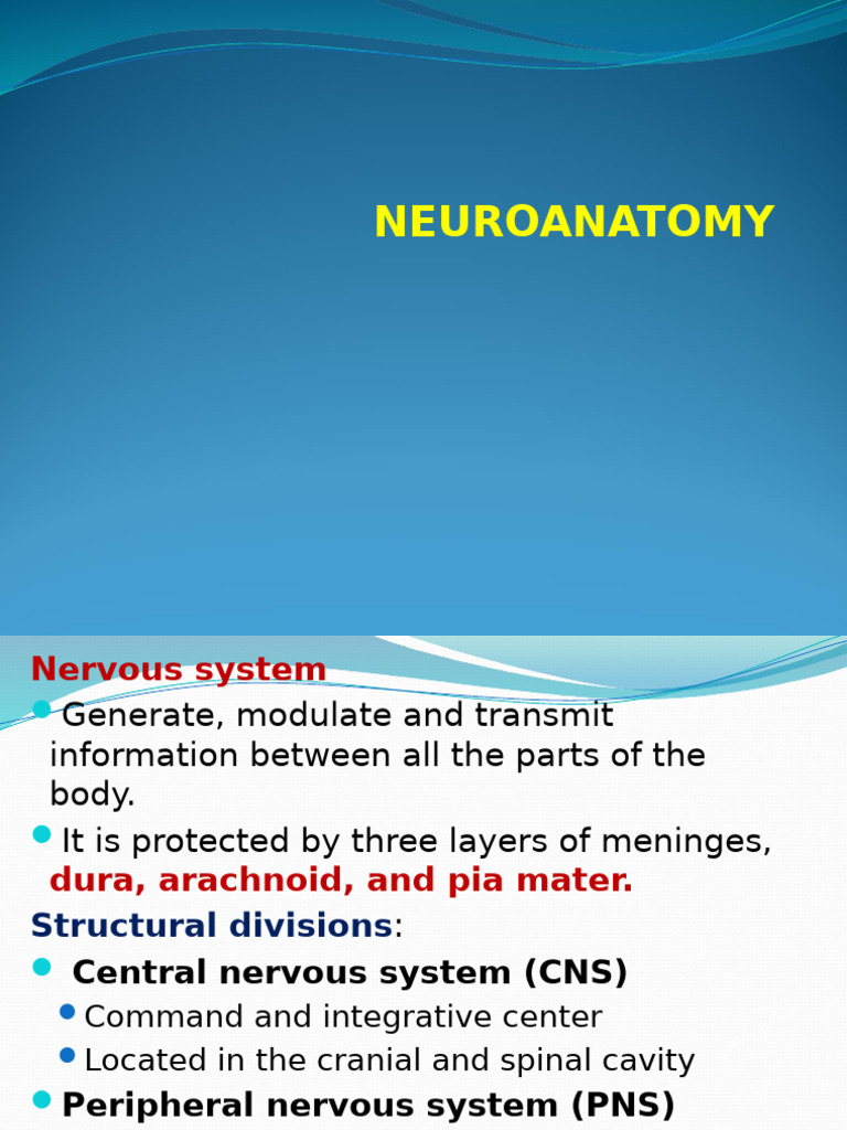 Neuro Anatomy Final 3 | PDF | Spinal Cord | Motor Neuron