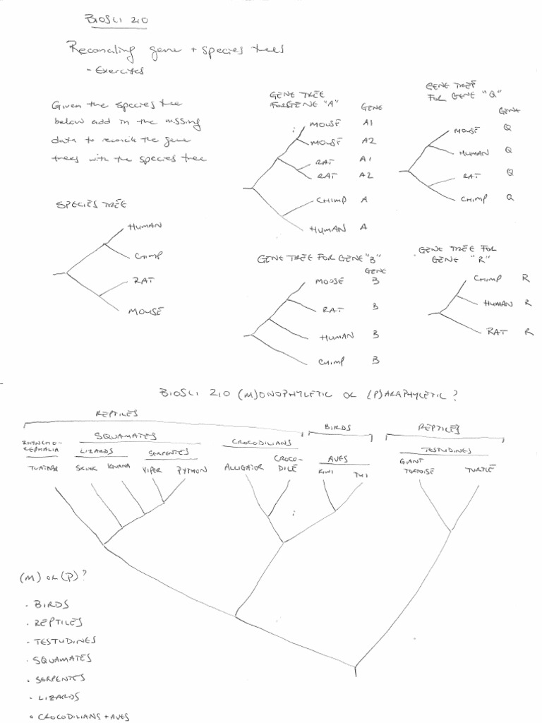 BIOSCI210 Phylo Exercises | PDF