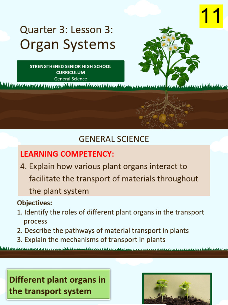 GenSci Q3 Lesson 3 Plant Organ Systems | PDF | Plant Stem | Leaf