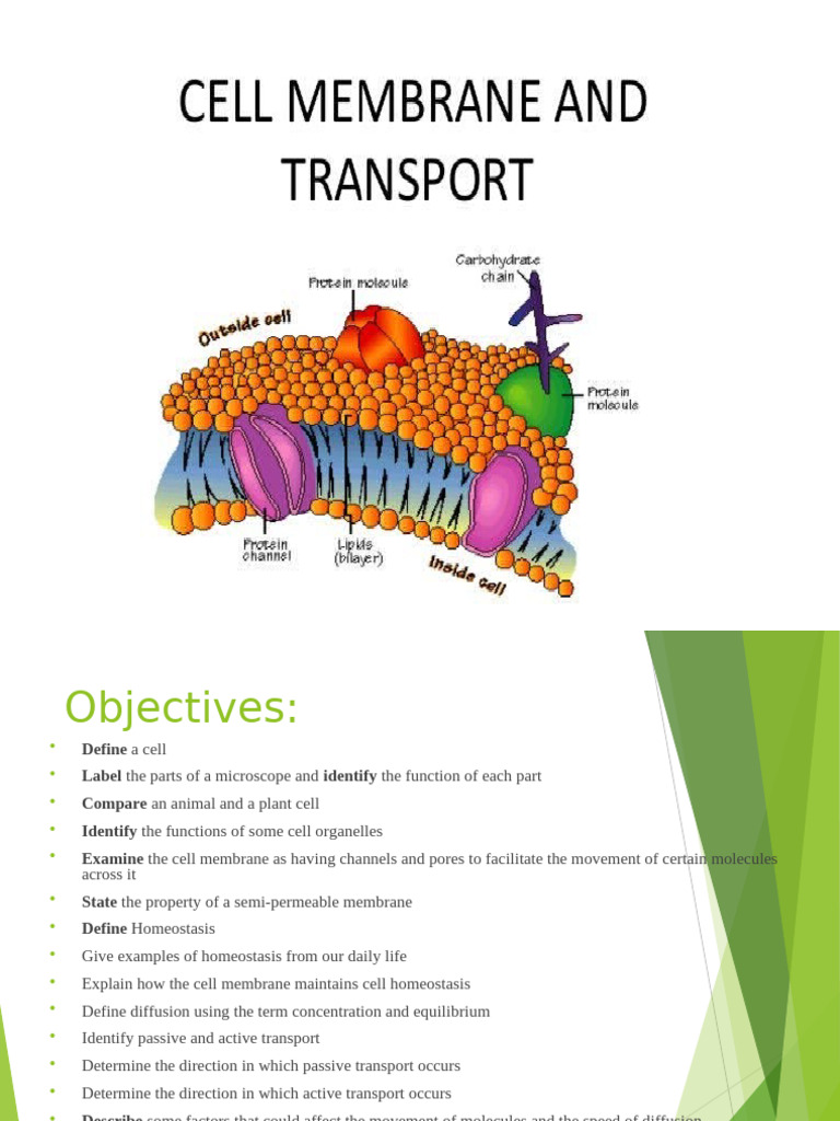 Cellular Processes-diffusion - Copy | PDF | Cell Membrane | Diffusion